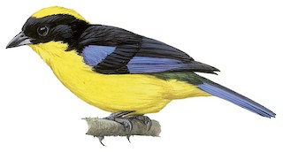 Blue-winged Mountain Tanager - Anisognathus somptuosus - Birds of the World