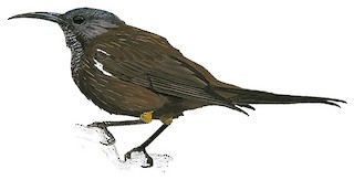 Mohoidae - Hawaiian Honeyeaters - Birds of the World