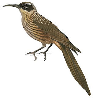 Mohoidae - Hawaiian Honeyeaters - Birds of the World