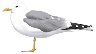 Common Gull - Larus canus - Birds of the World