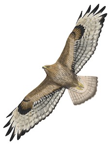 Common Buzzard - Buteo buteo - Birds of the World