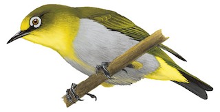 Swinhoe's White-eye - Zosterops simplex - Birds of the World