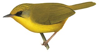 Golden Babbler - Cyanoderma chrysaeum - Birds of the World