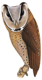 Oriental Bay-Owl - Phodilus badius - Birds of the World