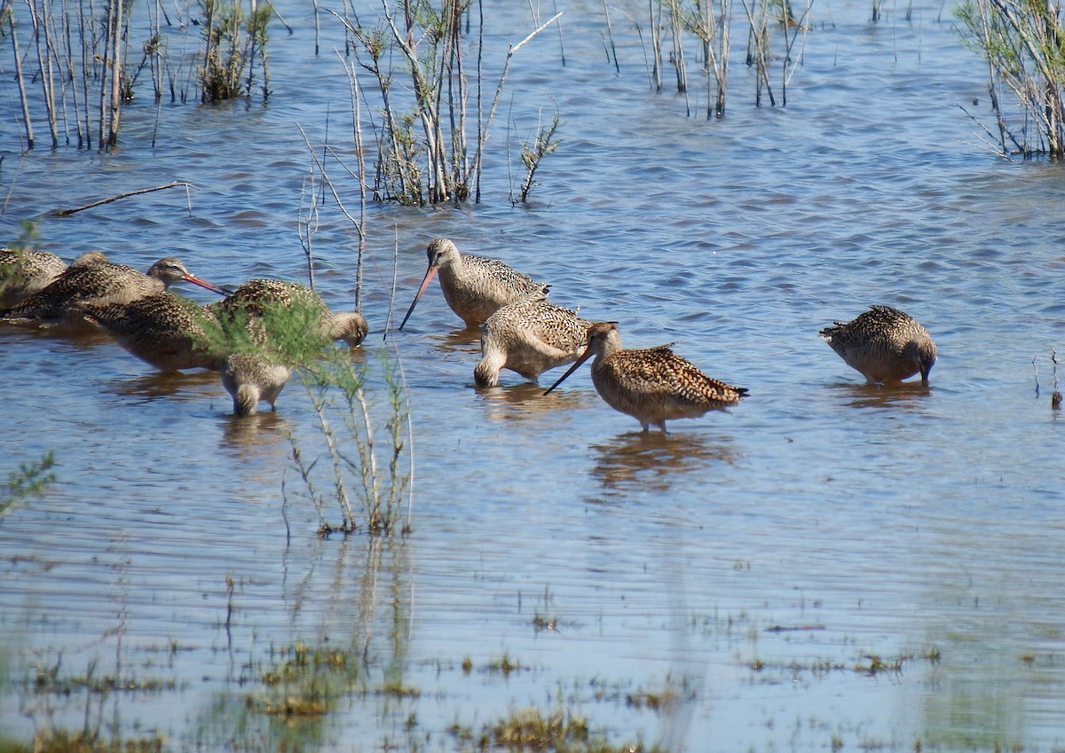 eBird Checklist - 24 Apr 2019 - San Carlos Lake--Old San Carlos ...
