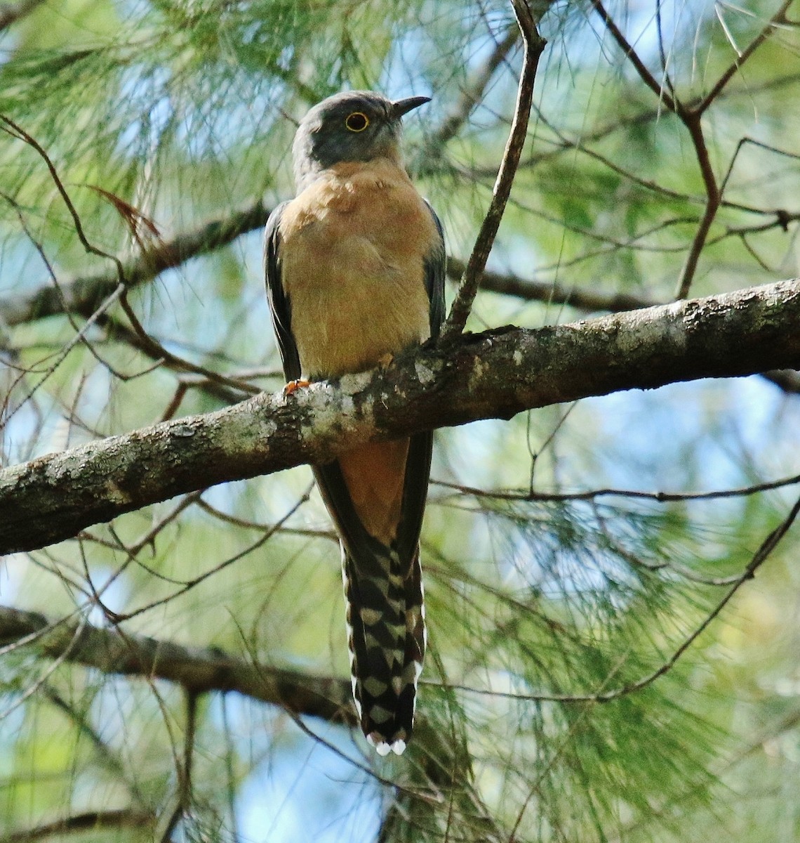 eBird Checklist - 24 Apr 2019 - Mookin-Bah Reserve - 43 species (+1 ...