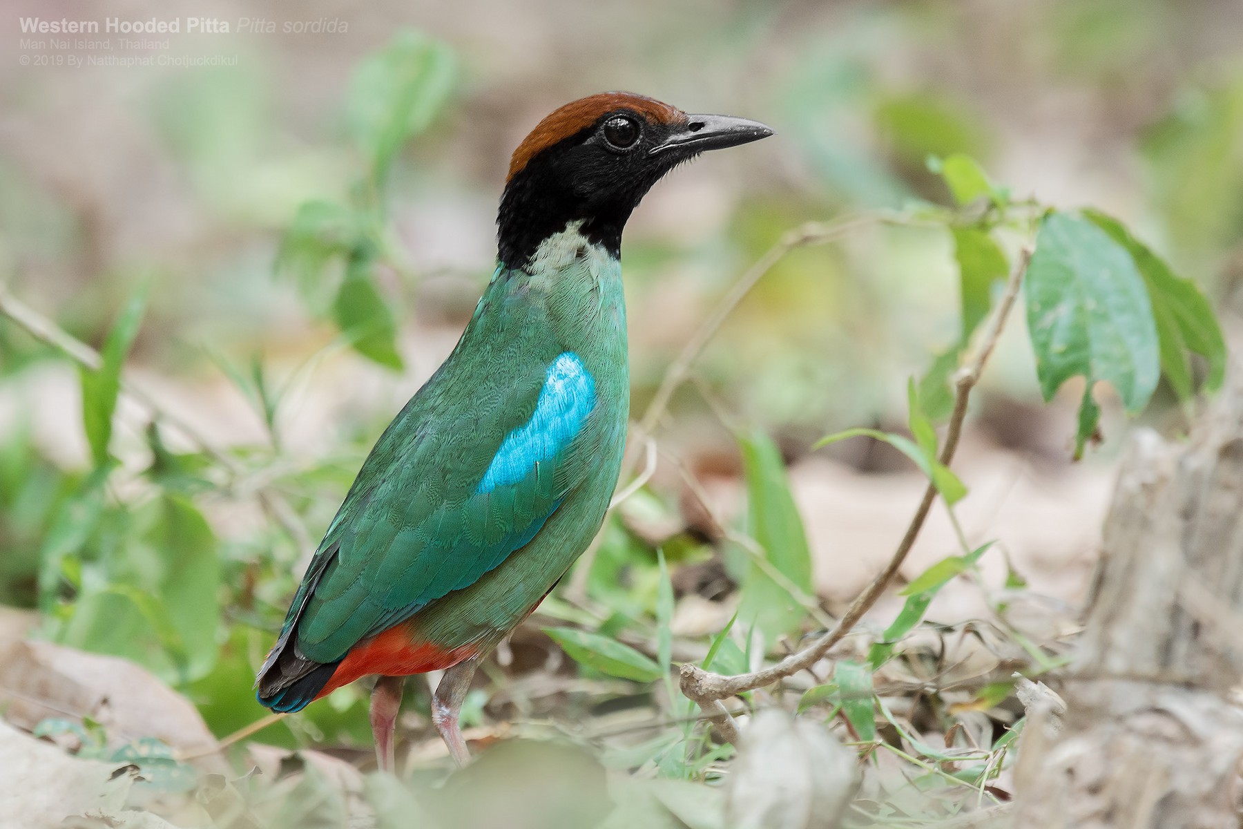 Pita Encapuchada Occidental (cucullata) - eBird