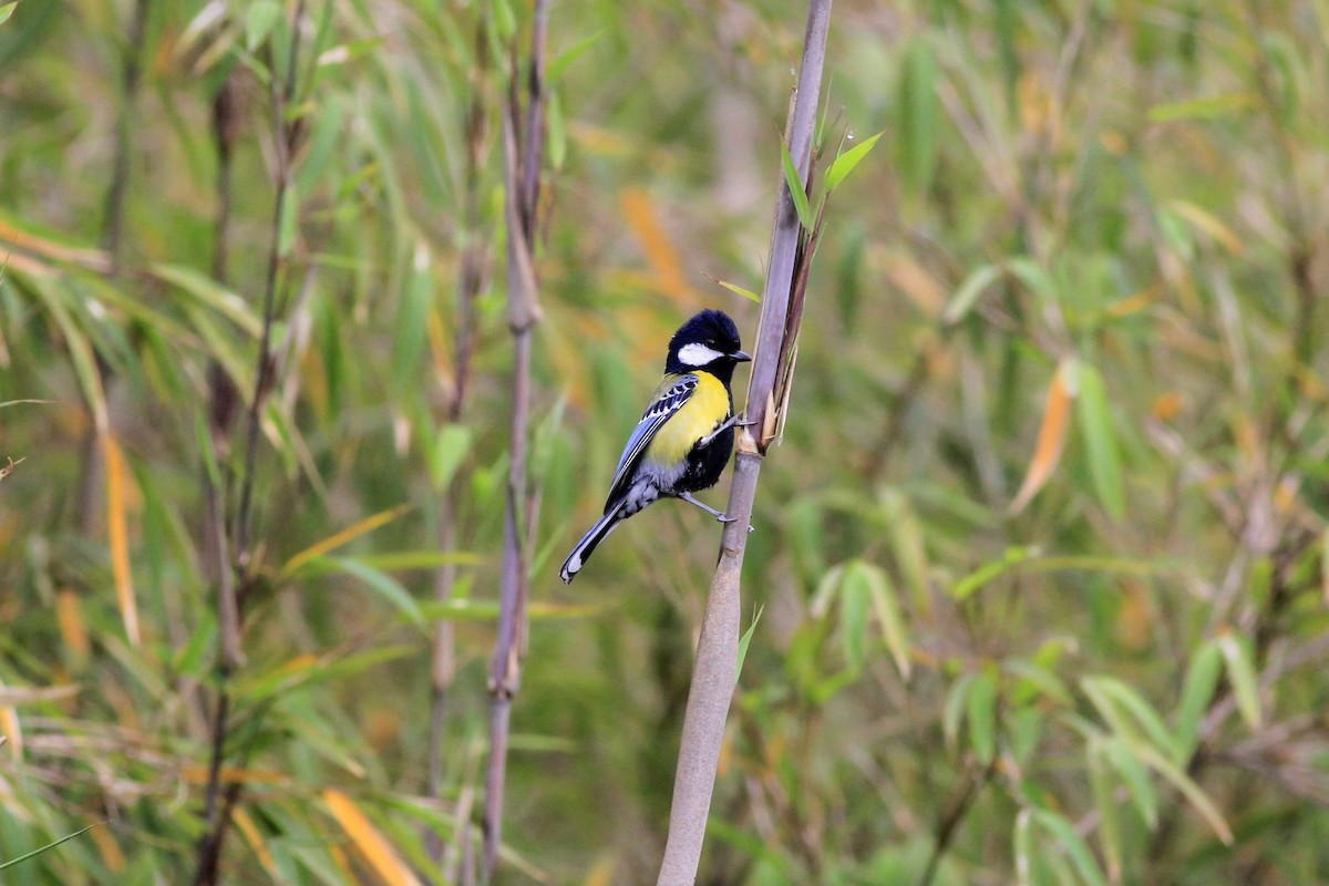 eBird Checklist - 16 May 2015 - Barsey Rhododendron Sanctuary - 44 species