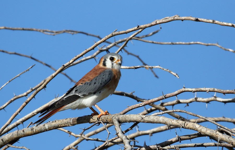 American Kestrel (Hispaniolan) - eBird