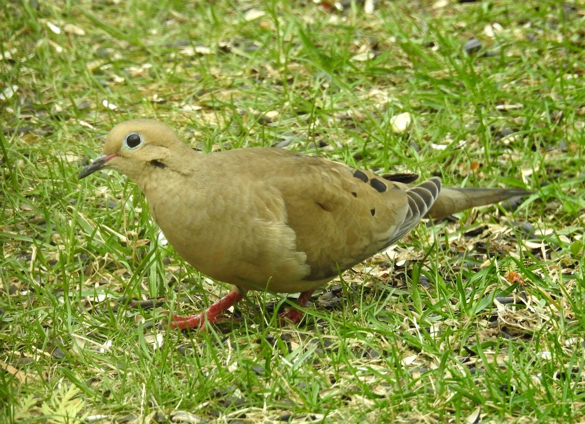 Wisconsin Breeding Bird Atlas Checklist - 27 Apr 2019 - Northwood Ln ...