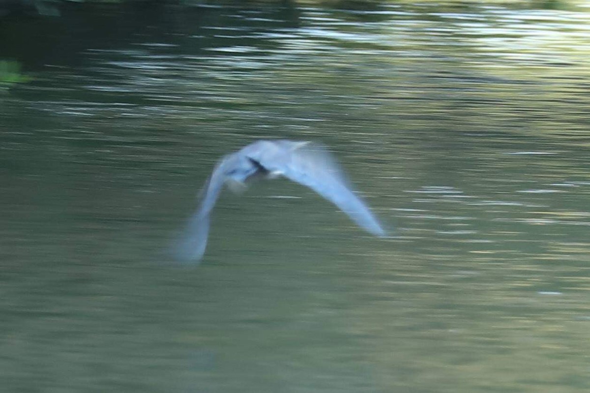 eBird Checklist - 27 Apr 2019 - Coombabah Lakelands Conservation Area ...