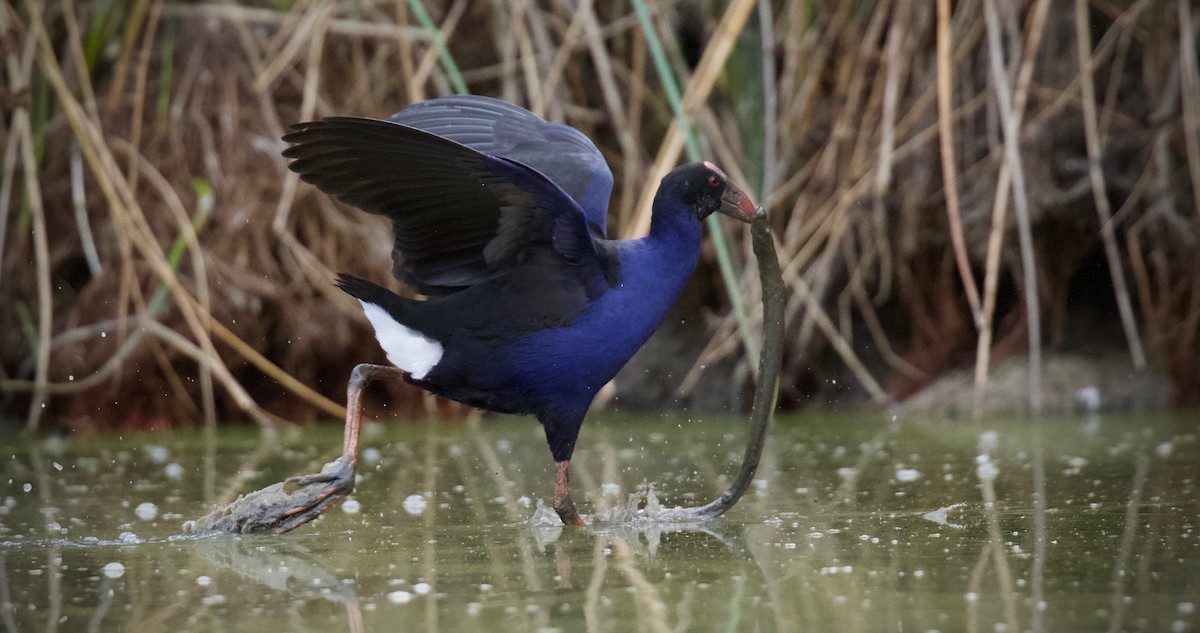 eBird Australia Checklist - 27 Apr 2019 - Balyang Sanctuary - 33 ...