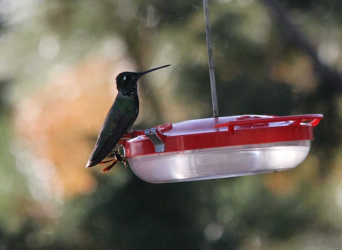 eBird Checklist - 22 Apr 2019 - Portal - 19 species