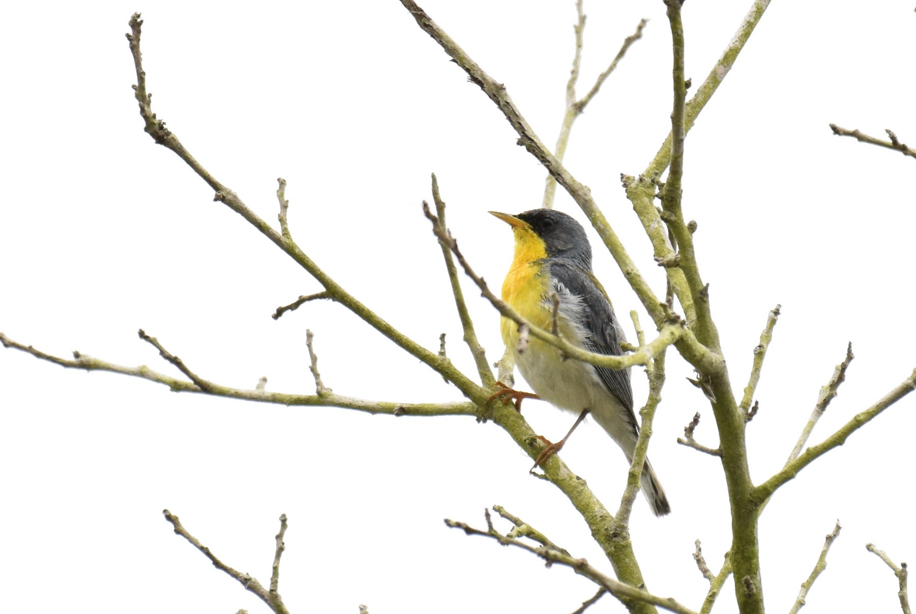Tropical Parula (Northeast Mexico) - eBird
