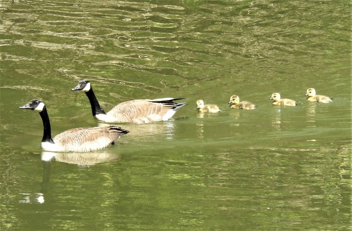eBird Checklist - 1 May 2019 - Tualatin River NWR - 42 species