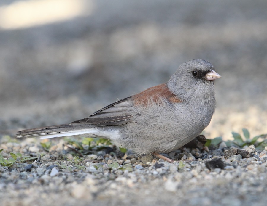 Dark-eyed Junco (Gray-headed) - eBird