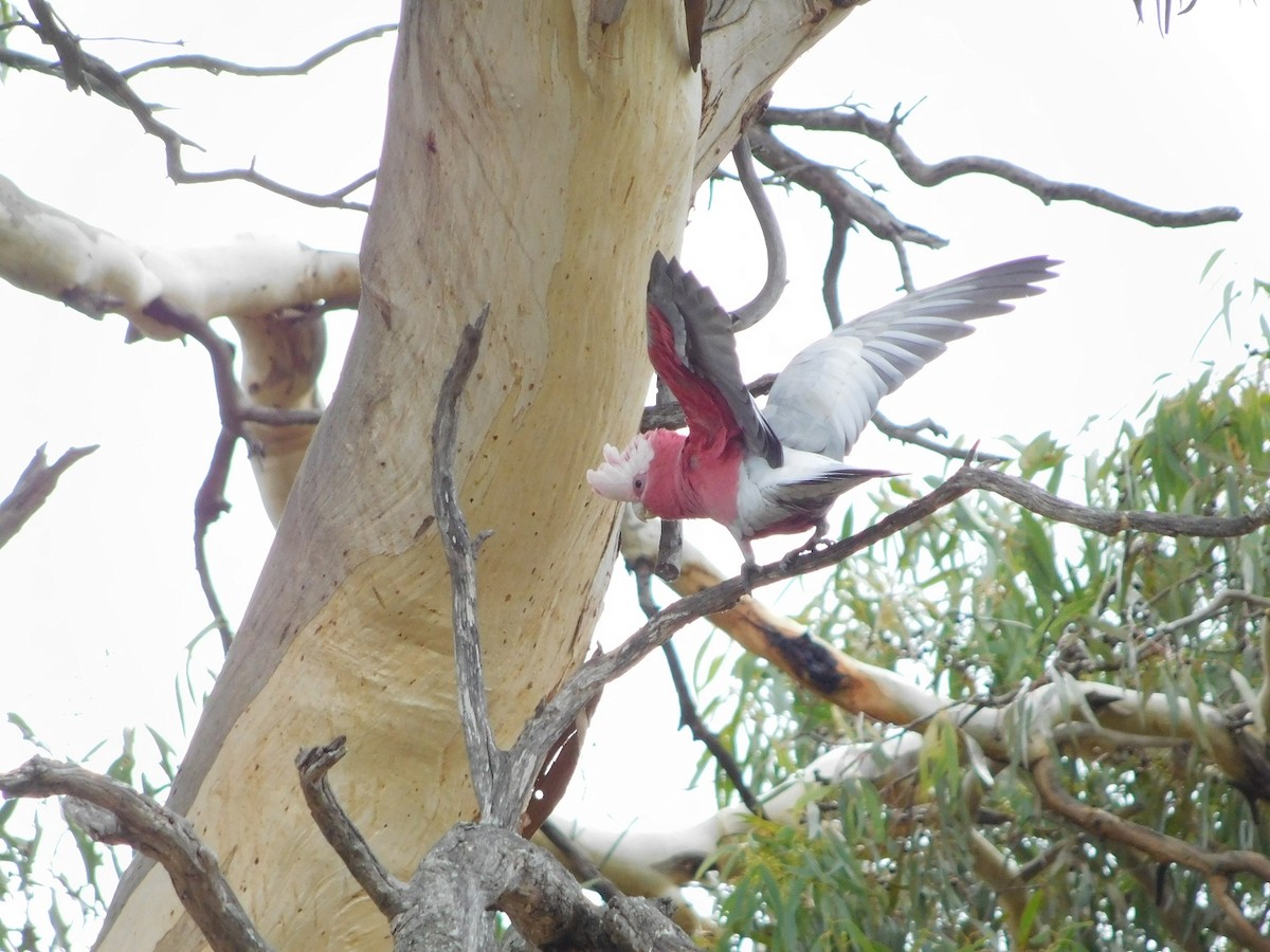 eBird Checklist - 3 May 2019 - Keith - 12 species