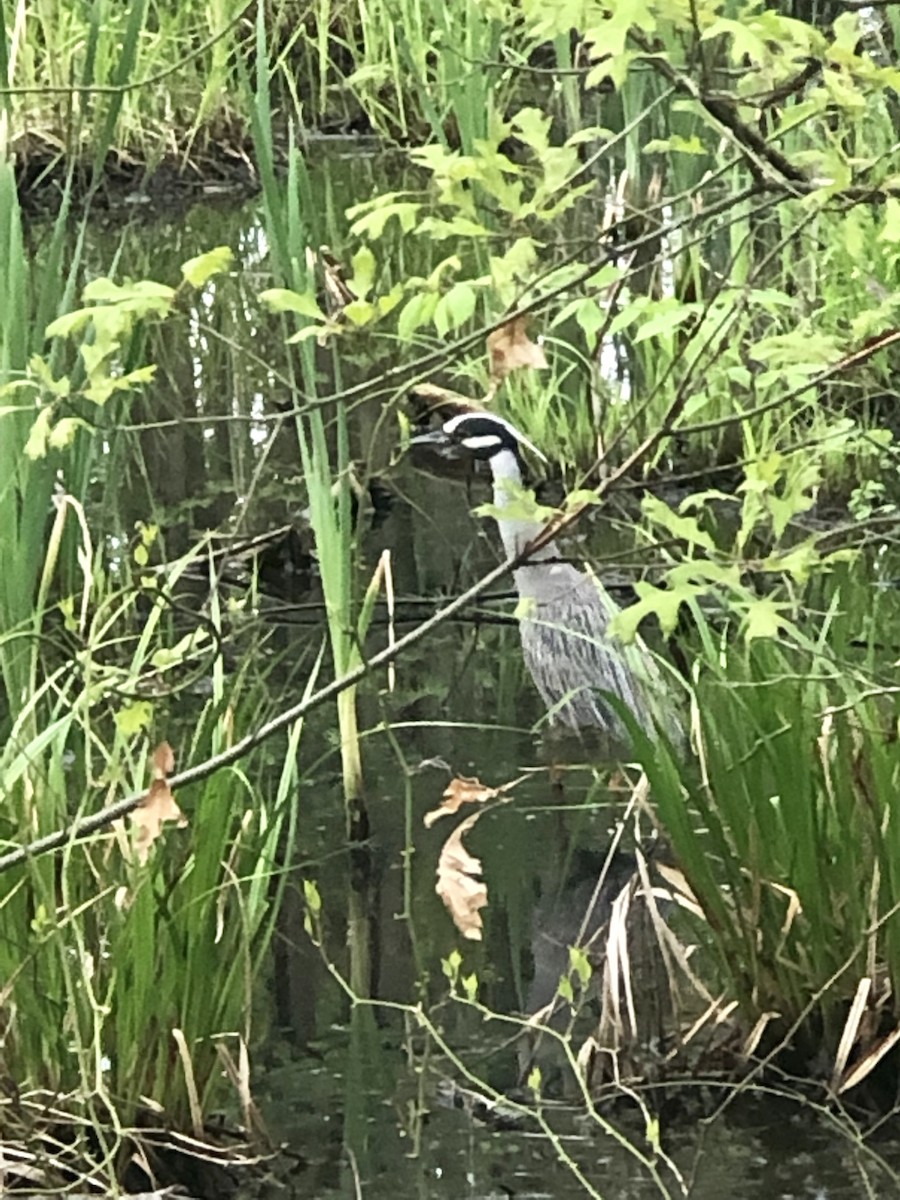 eBird Checklist - 3 May 2019 - Great Swamp National Wildlife Refuge ...