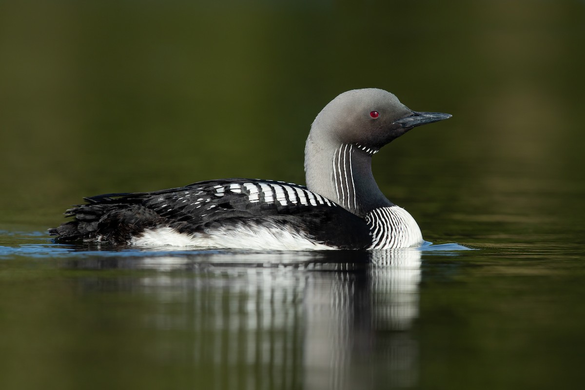 Pacific Loon - Gavia pacifica - Media Search - Macaulay Library and eBird