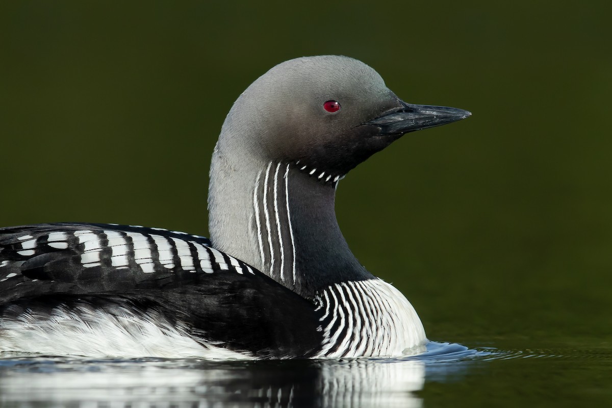 Pacific Loon - Gavia pacifica - Media Search - Macaulay Library and eBird