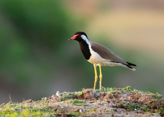 Red Wattled Lapwing