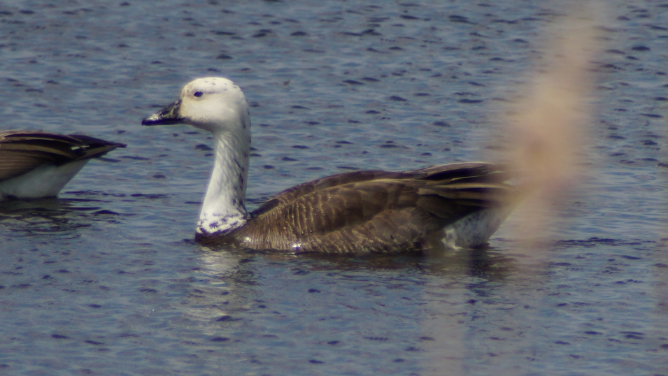 Wisconsin Breeding Bird Atlas Checklist - 4 May 2019 - Horicon Marsh ...