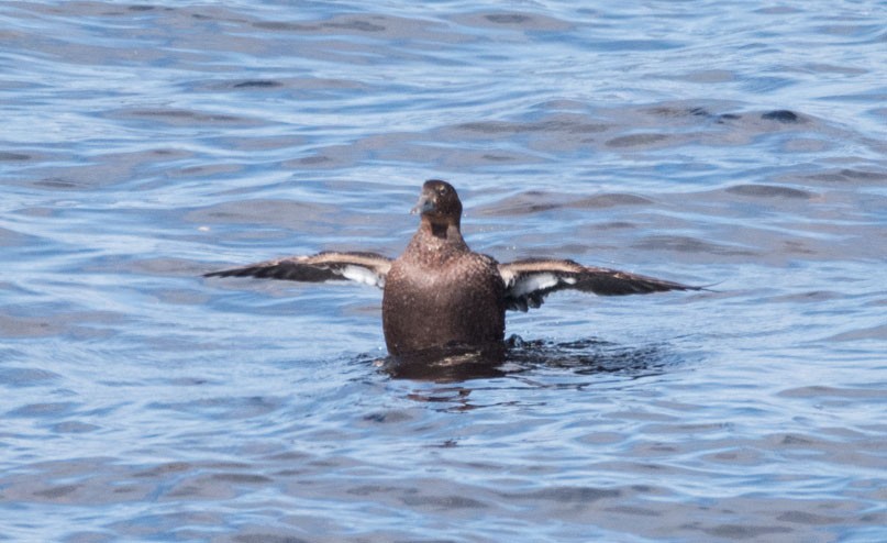 eBird Checklist - 4 May 2019 - Sumba - 15 species