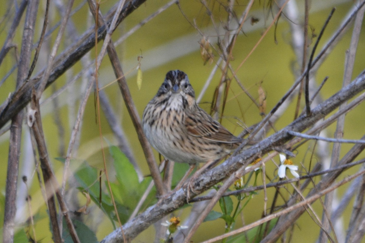eBird Checklist - 14 Mar 2015 - Possum Branch Preserve - 1 species