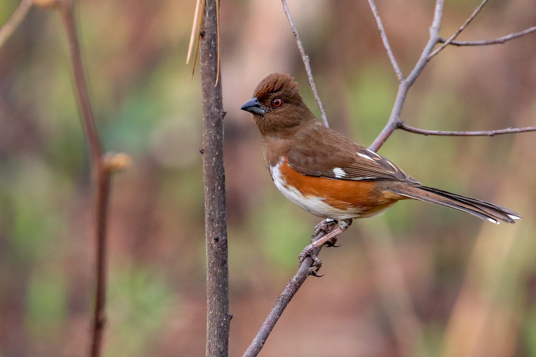 Rascador Espalda Negra (erythrophthalmus/canaster) - eBird