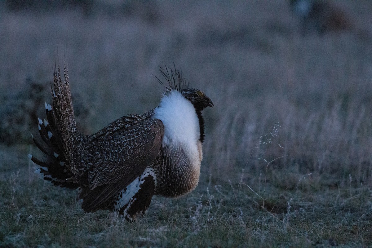 eBird Checklist - 18 Apr 2019 - American Prairie Reserve--Sun Prairie ...