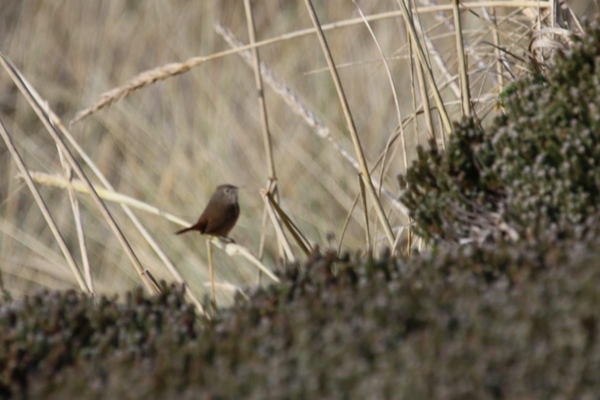 eBird Checklist - 1 Sep 2015 - Gypsy Cove - 2 species