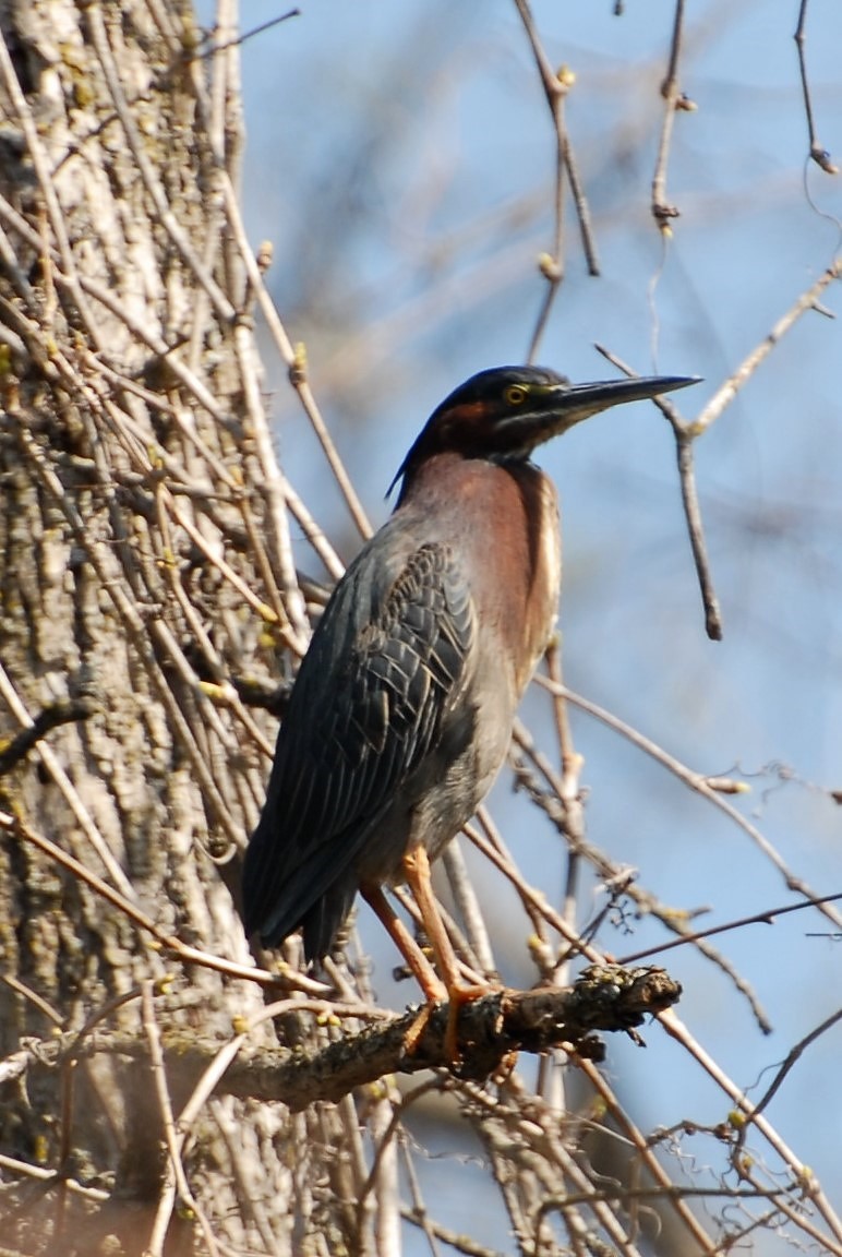eBird Checklist - 5 May 2019 - Chippewa Nature Center - 46 species