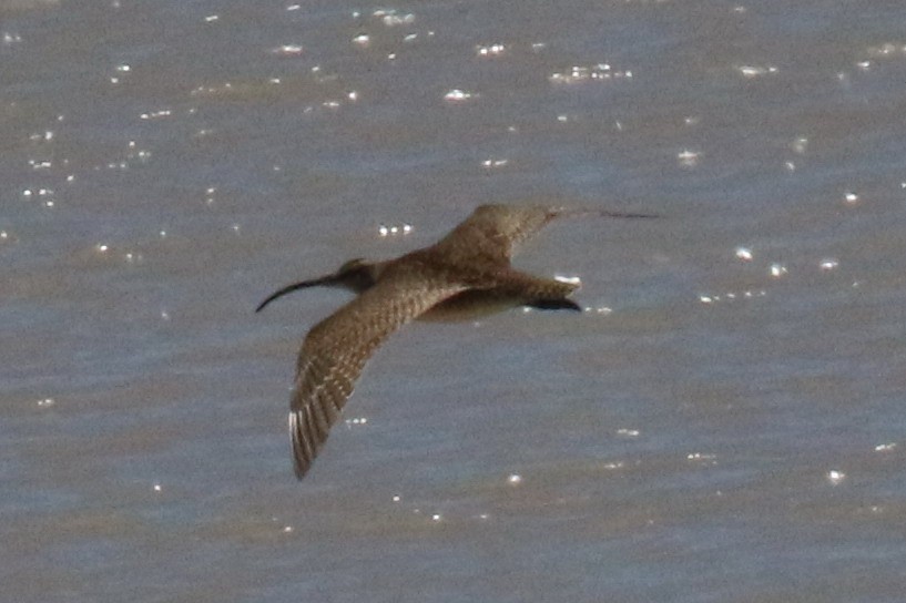 eBird Checklist - 27 Apr 2019 - King Ranch--Norias Division (Kenedy Co ...