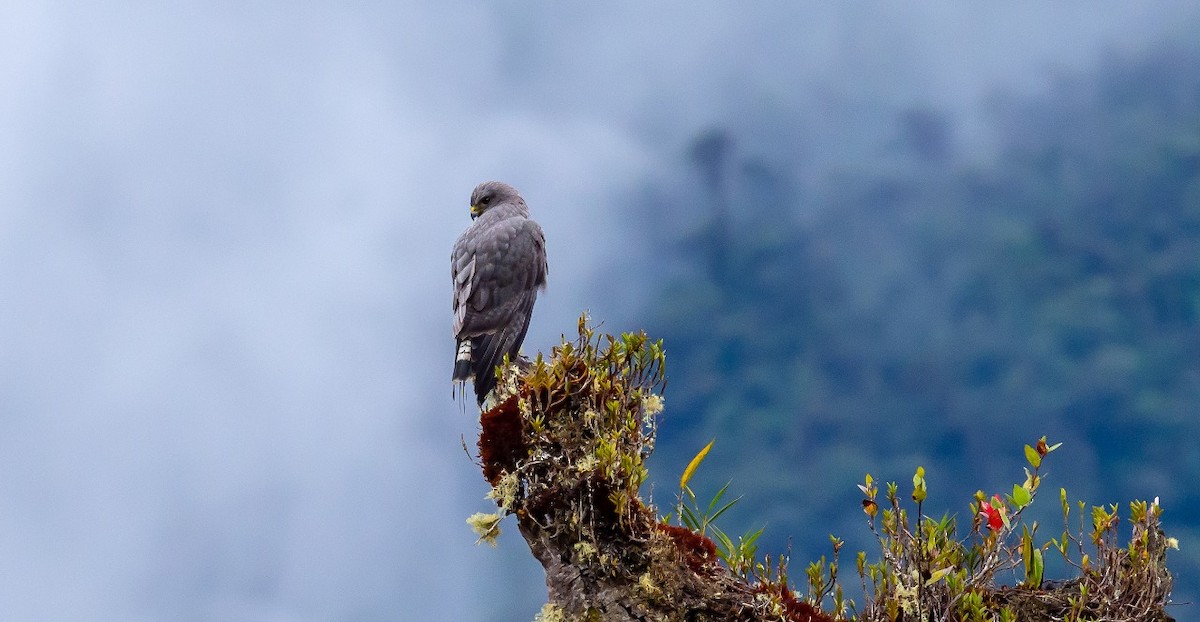 Buteo sp. - eBird