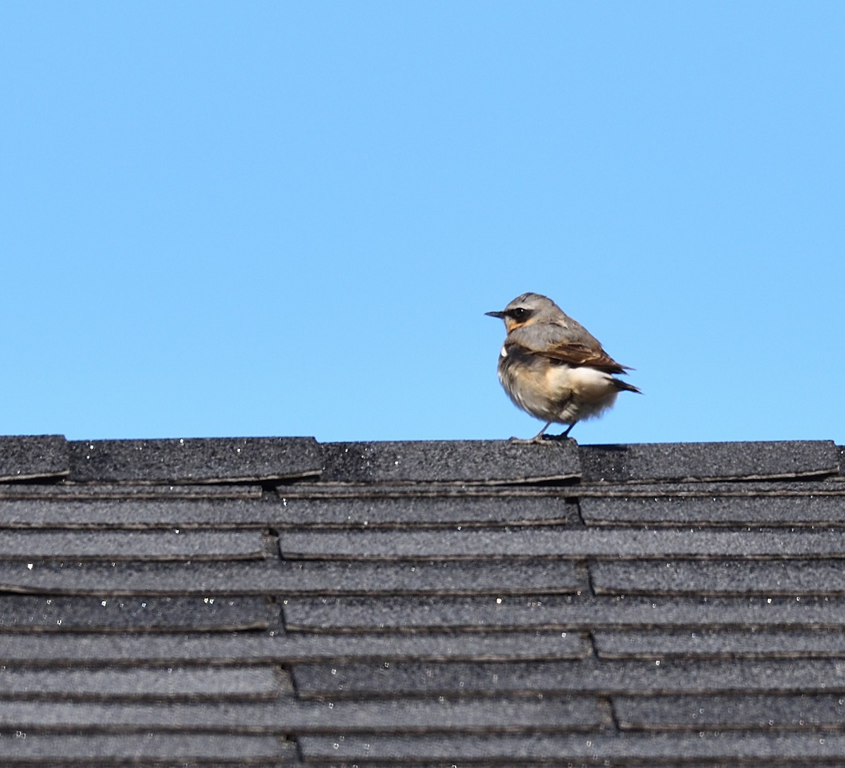 eBird Checklist - 6 May 2019 - HVGB--Canadian Forces Base - 1 species