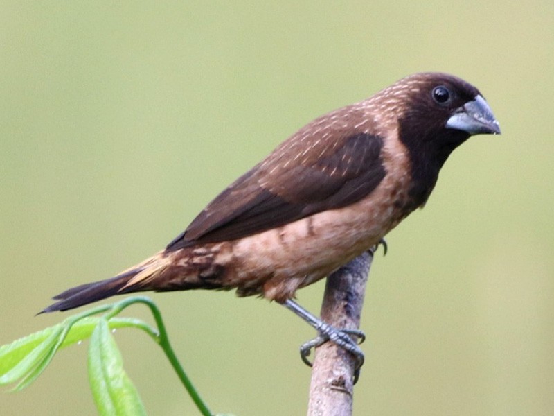 Black-throated Munia - eBird