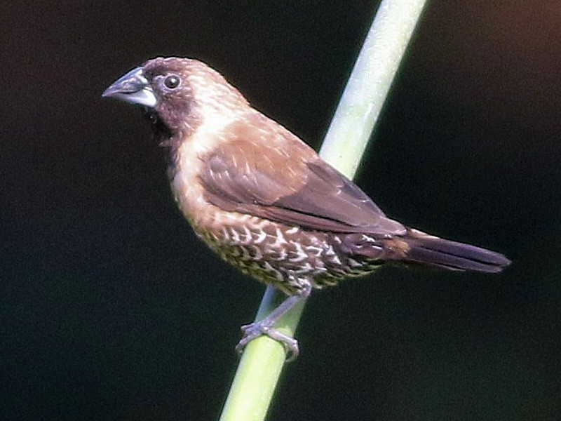 Black-throated Munia - eBird