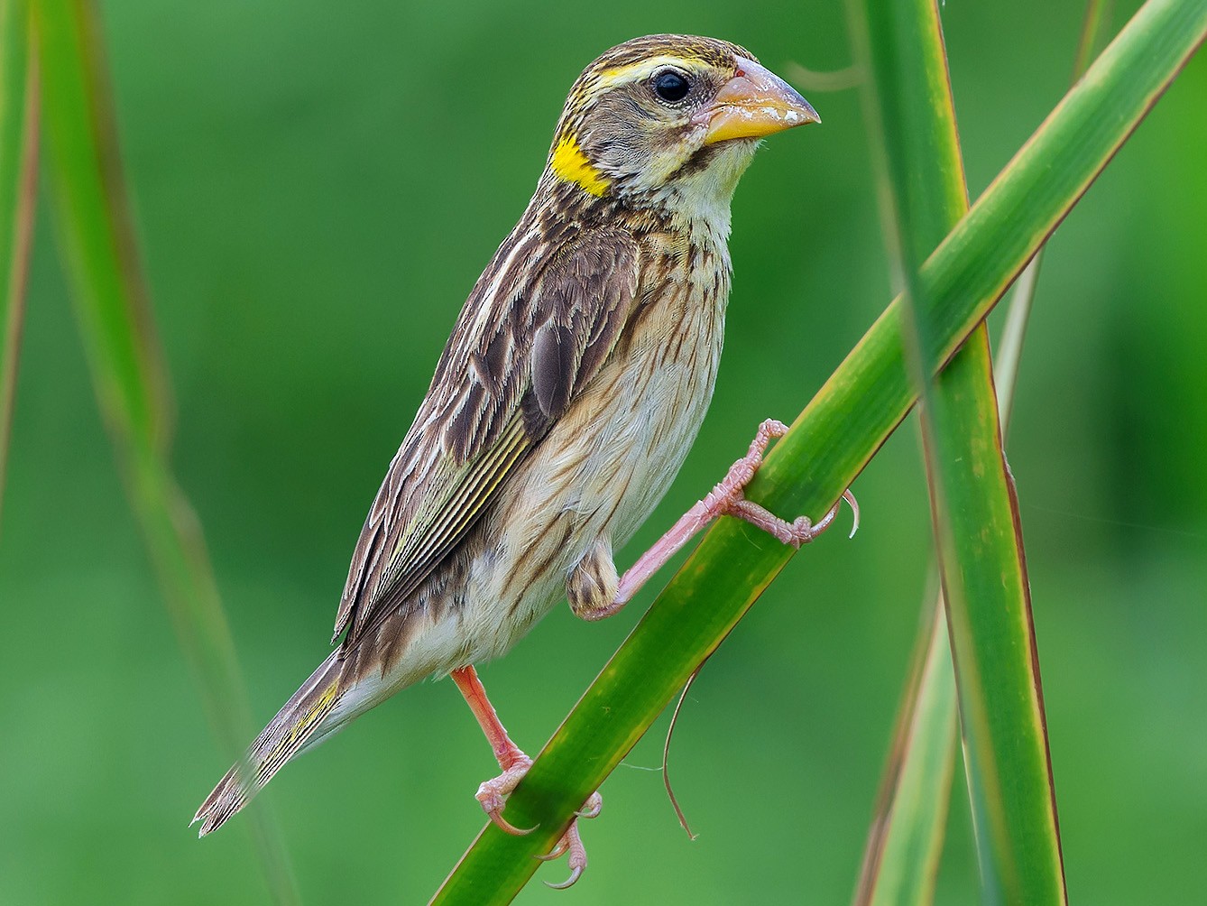Streaked Weaver - eBird