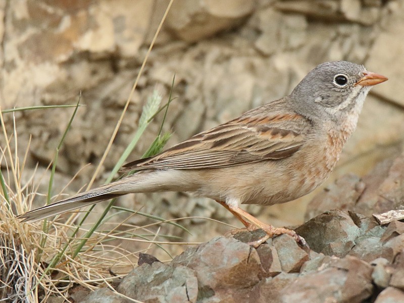 Gray-necked Bunting - eBird