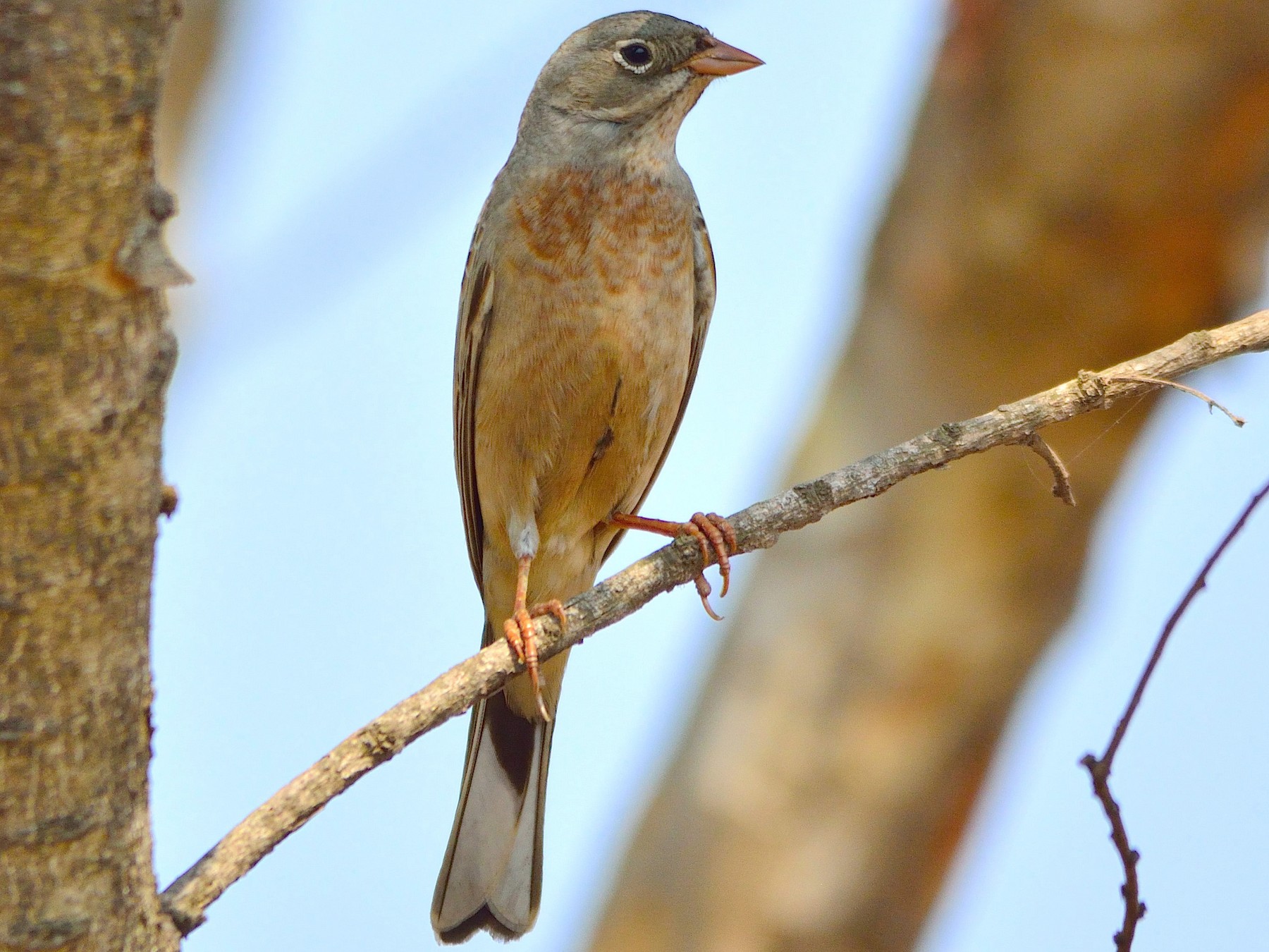 Grey-necked Bunting - eBird