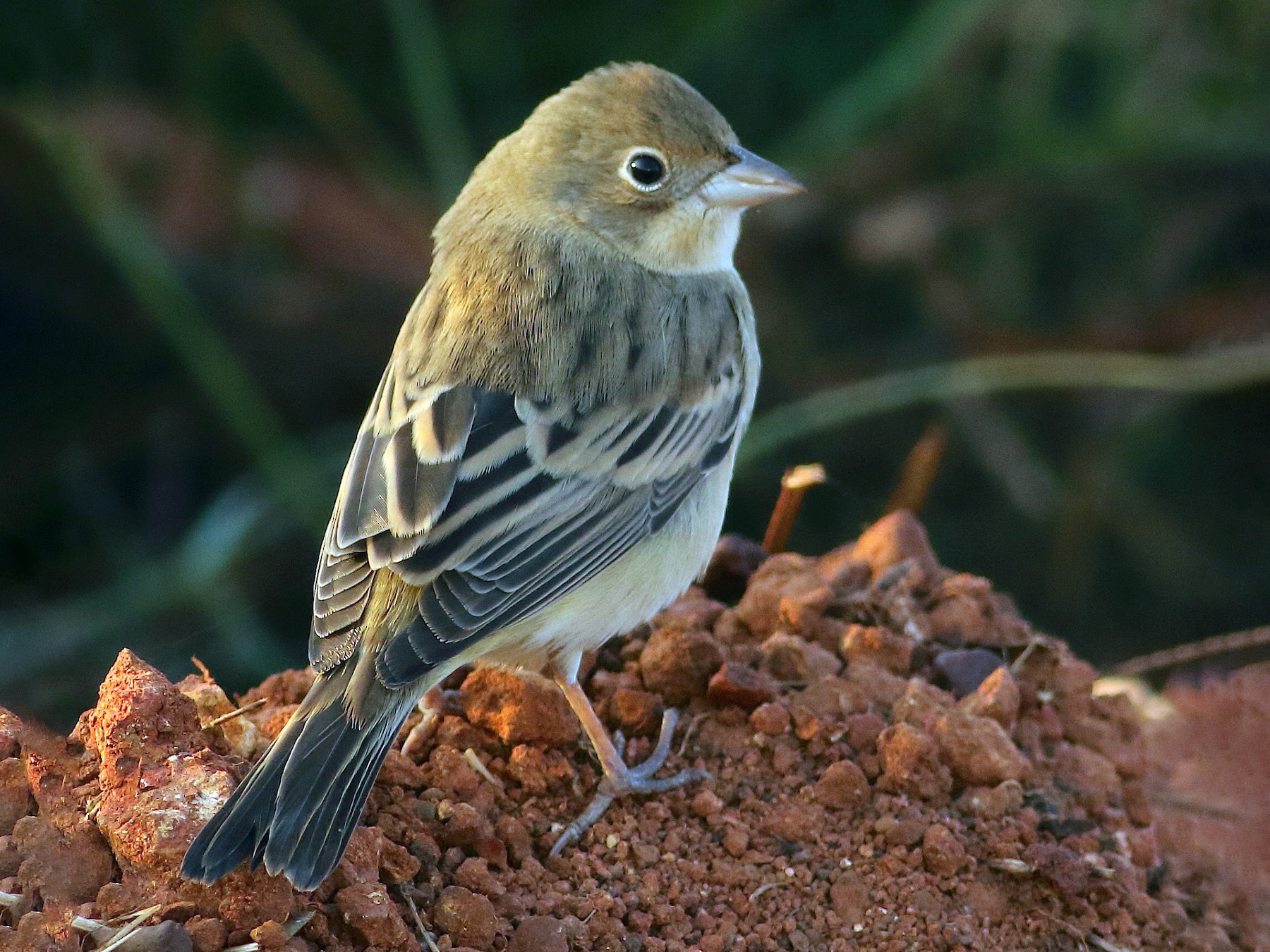 Red-headed Bunting - eBird