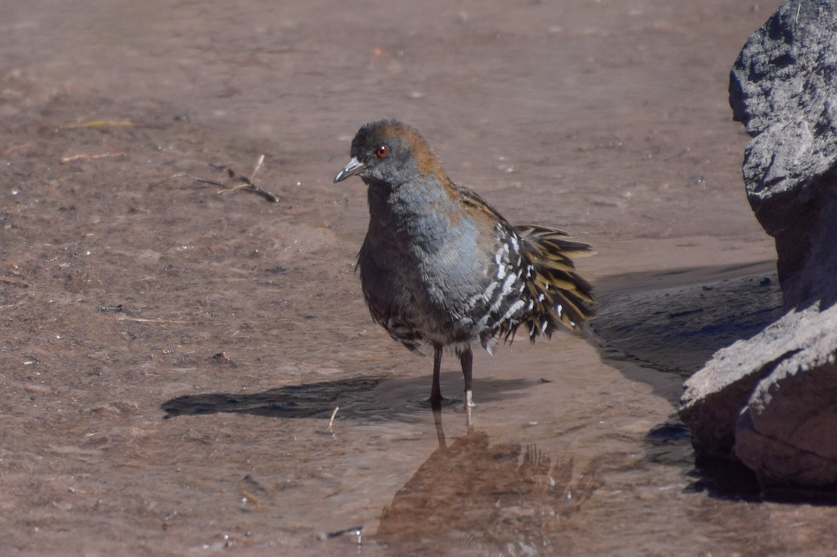eBird Checklist - 2 Apr 2017 - Laguna del Inca - 1 species