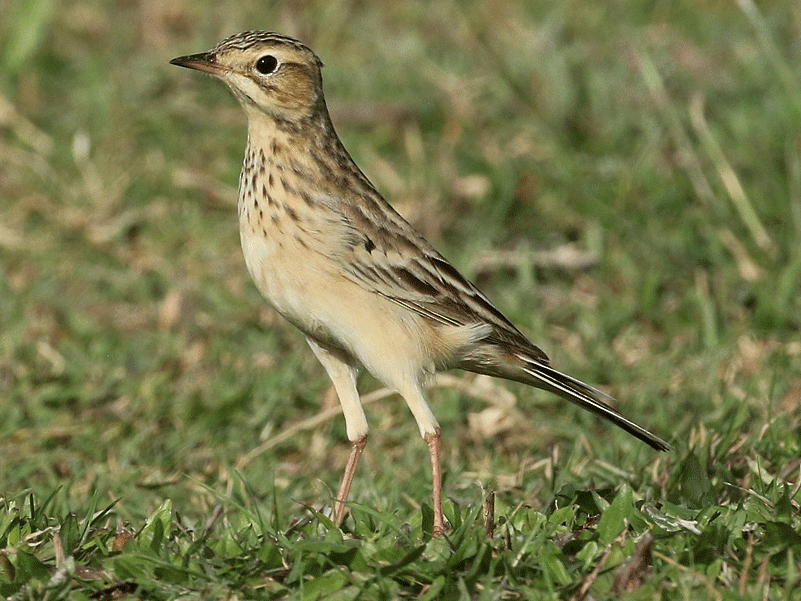 Blyth's Pipit - eBird