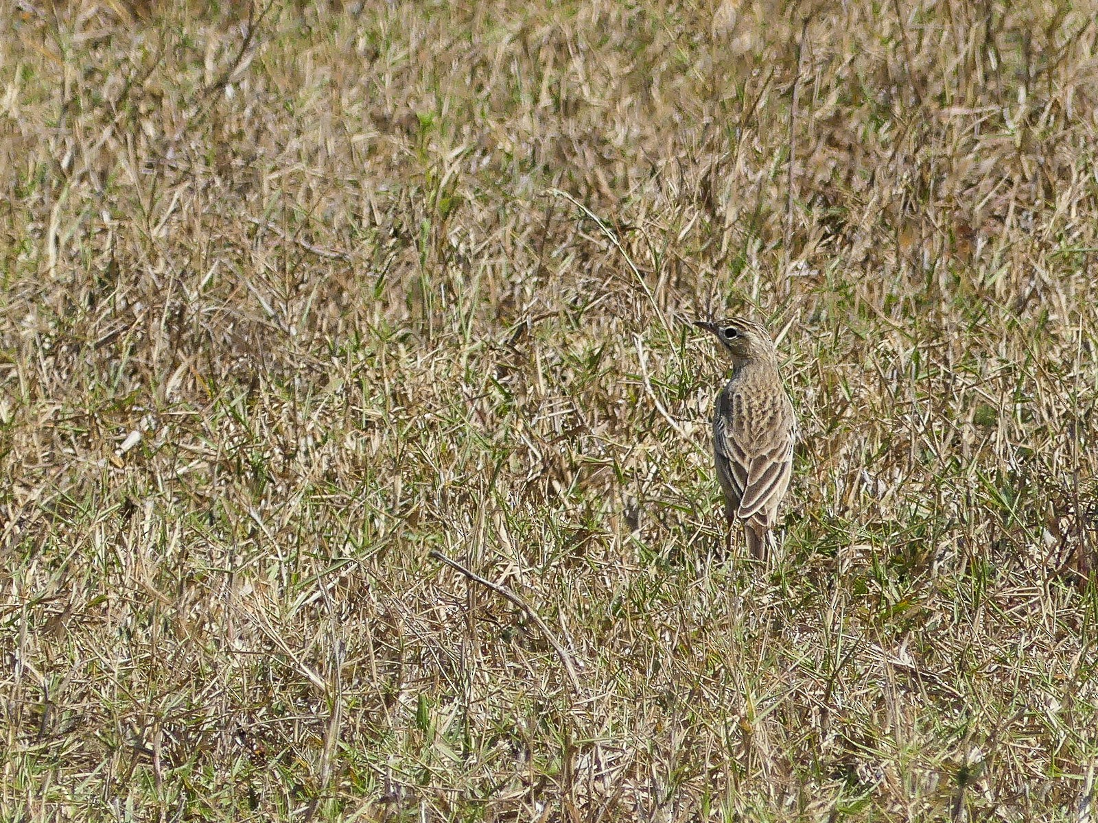 Bisbita Estepario - eBird