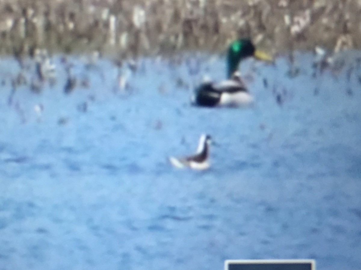 eBird Checklist - 6 May 2019 - Pelee Island (general location) - 115 ...