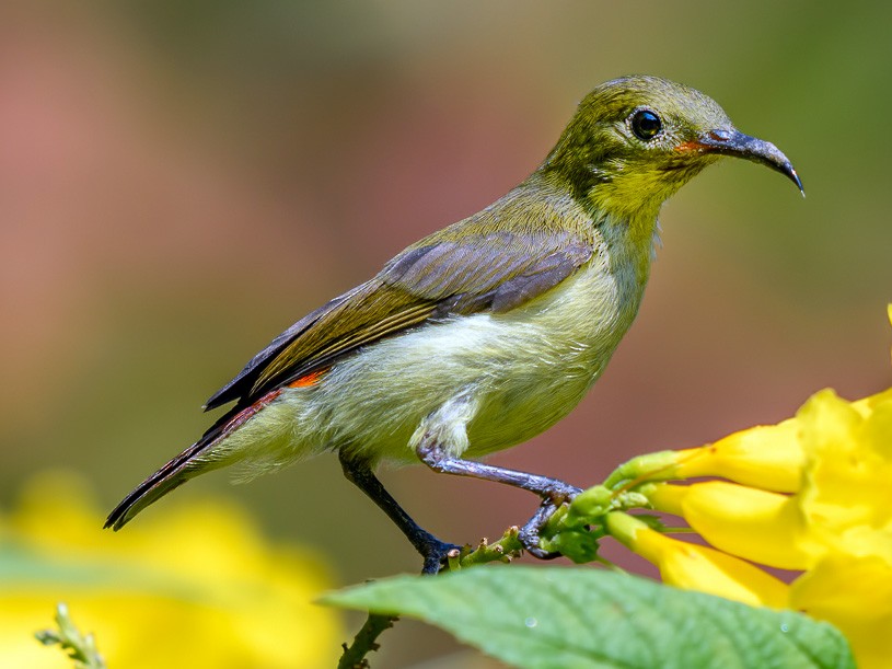 Crimson-backed Sunbird - eBird