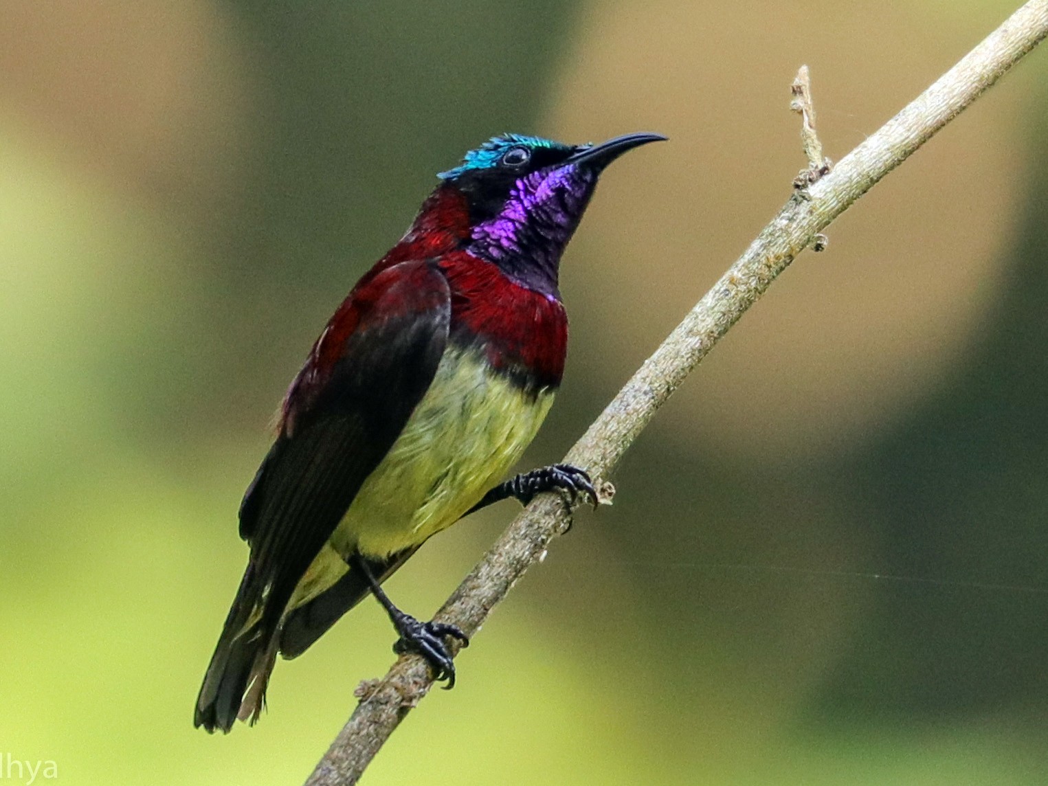 Crimson-backed Sunbird - eBird