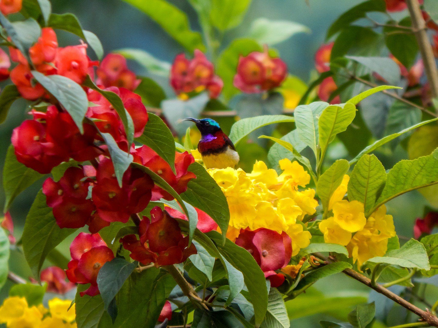 Crimson-backed Sunbird (Small Sunbird) - eBird