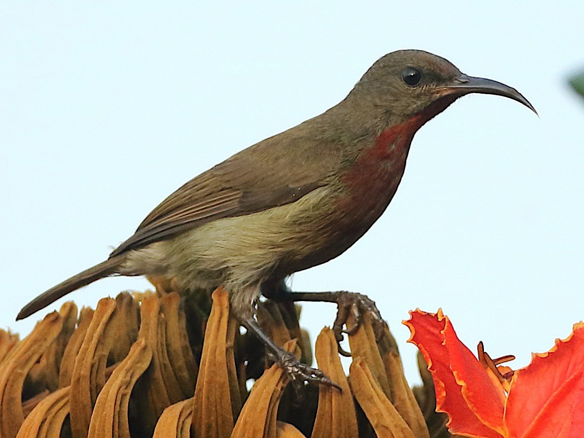 Souimanga de Vigors - eBird
