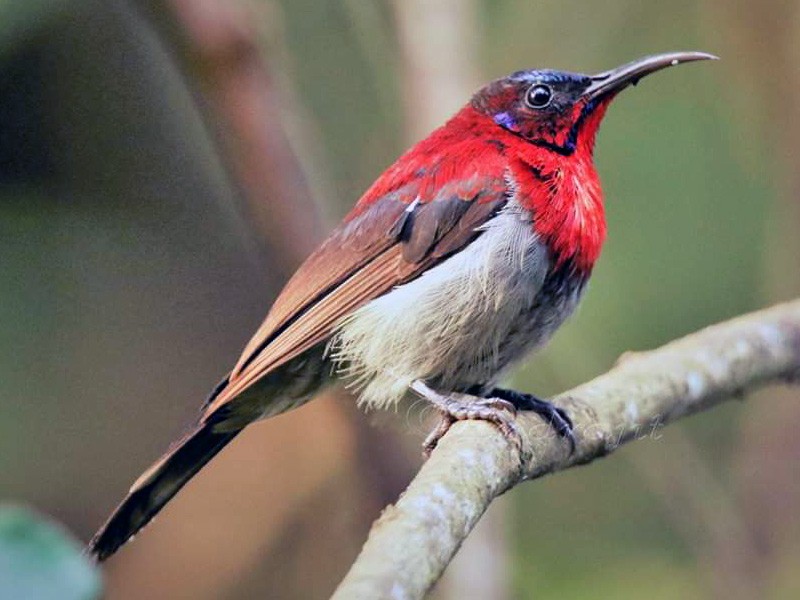 Souimanga de Vigors - eBird